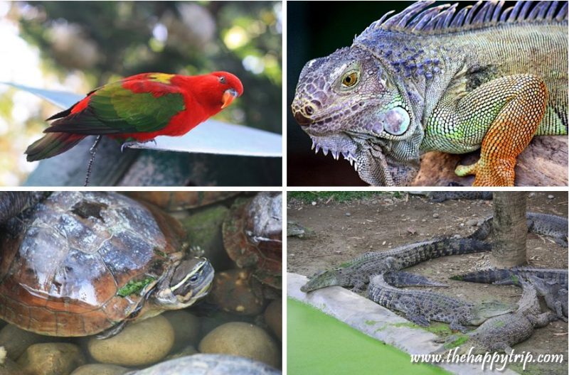 DAVAO TOURIST SPOTS + TRAVEL GUIDE, HOTELS