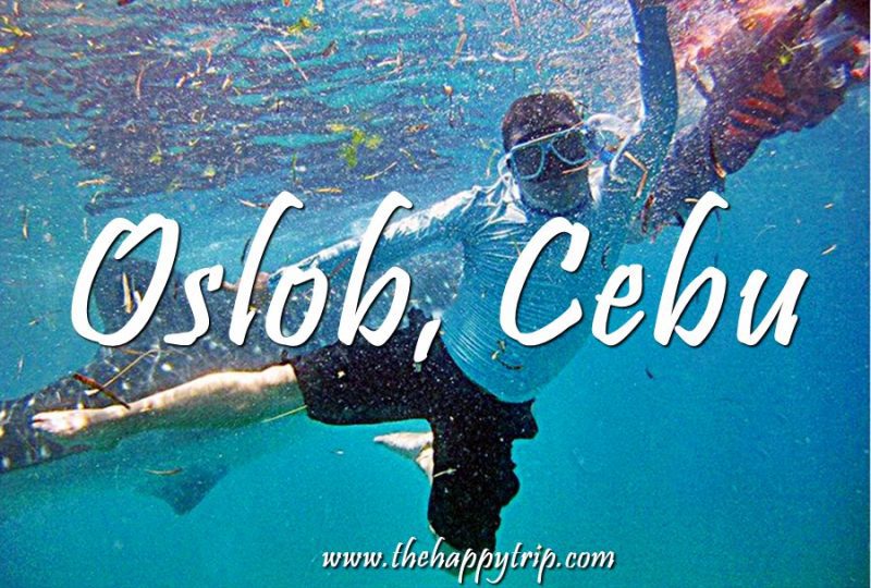 OSLOB Whale Shark Watching, Resorts, Hotels, Tourist Spots – The Happy Trip