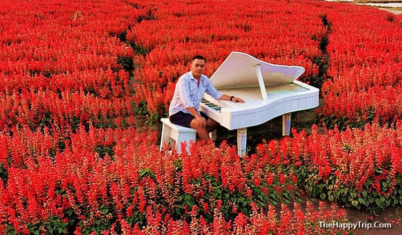 HOULI FLOWER FARM Travel Guide | Must Visit In Taichung Taiwan