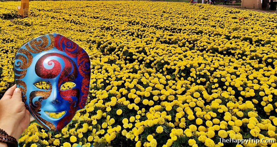 HOULI FLOWER FARM Travel Guide | Must Visit In Taichung Taiwan
